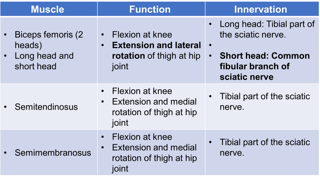 MUSCLES OF THE LOWER LIMB | MRCEM EXPERT