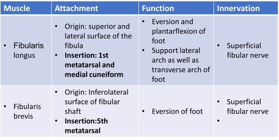 MUSCLES OF THE LOWER LIMB | MRCEM EXPERT